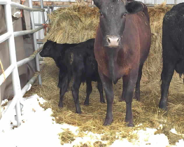 Flying A Wagyu 100% Full Blood Black Wagyu; F1, F2's and Full Blood ...