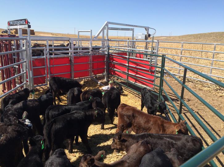 WW Express Portable Cattle Corral sold by Ackerman Distributing 800-726 ...